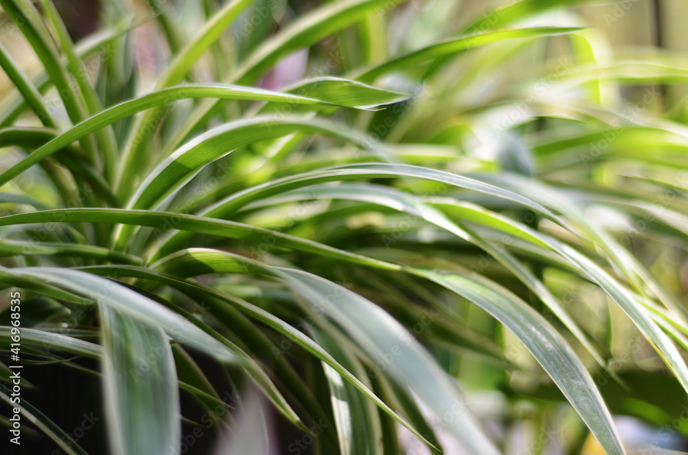 Selective focus on leaf carex morrowii variegata or japanese sedge. one ...