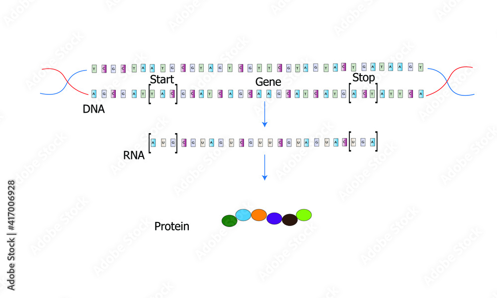 DNA-RNA-Protein [central dogma of molecular biology] Stock Vector ...