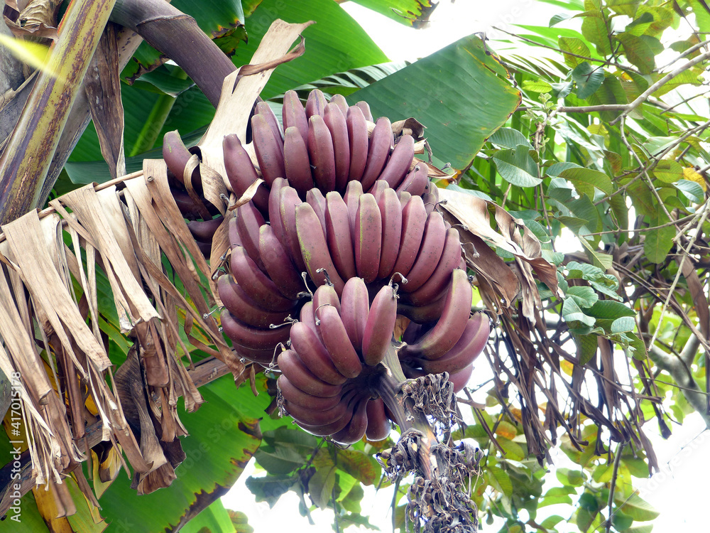 Red banana (Musa acuminate) Musaceae family. Is a wired tape of banana ...