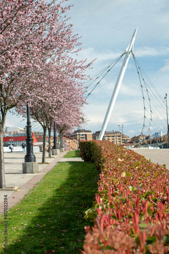 Pink flowering plum trees,red photinia fraseri bush hedge and modern ...
