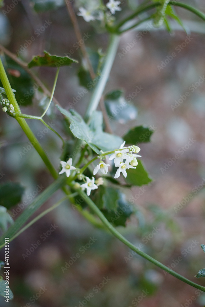 White staminate panicle inflorescences bloom on Chilicothe, Marah ...