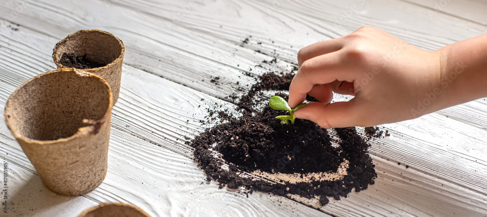 child's hand planted with green sprout in soil in form of heart. pots ...