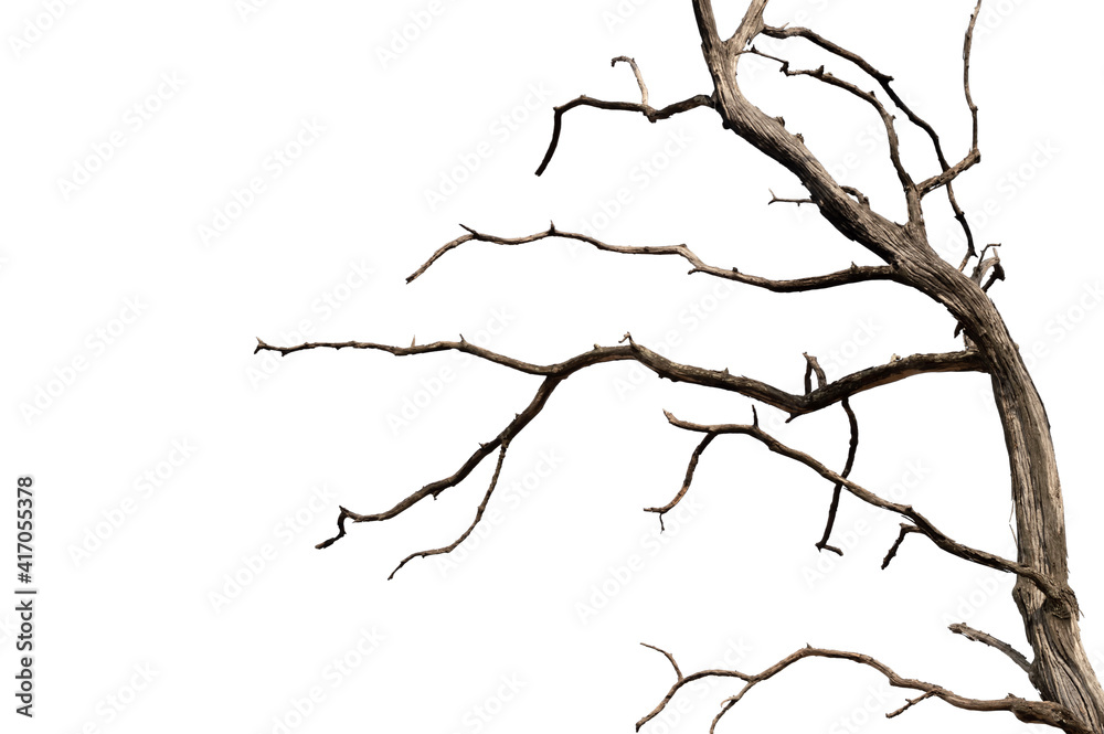 Dry branch of dead tree with cracked dark bark.beautiful dry branch of ...