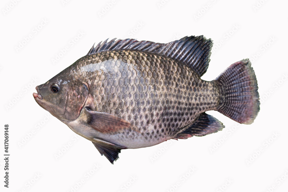 Big plentiful fat tilapia fish isolated on white background. Stock ...