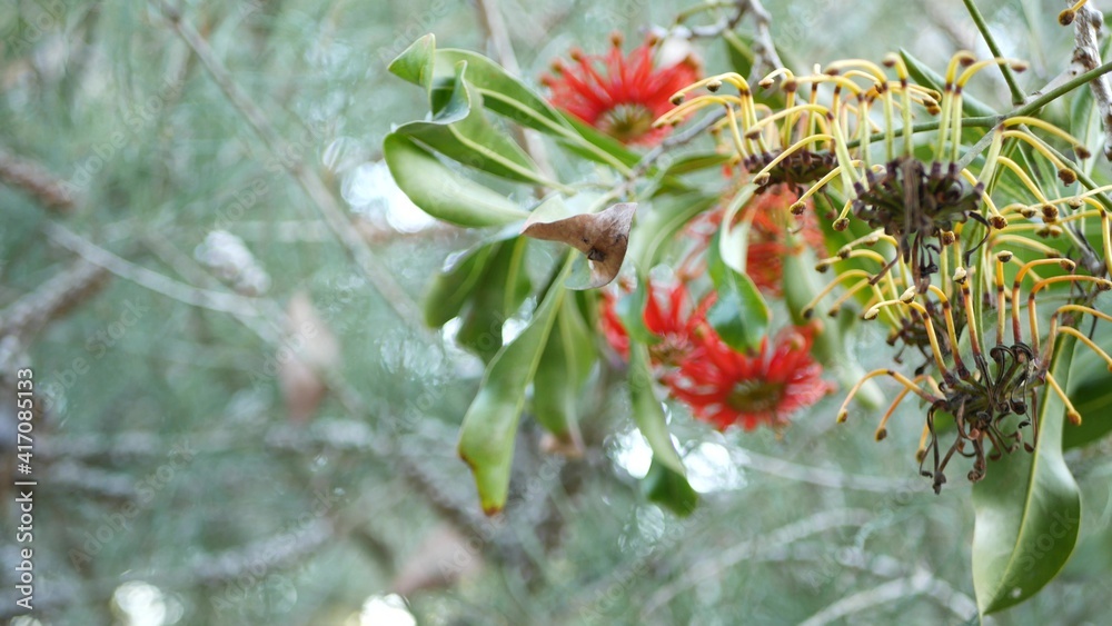 Firewheel tree red flowers, California USA. Australian white beefwood ...