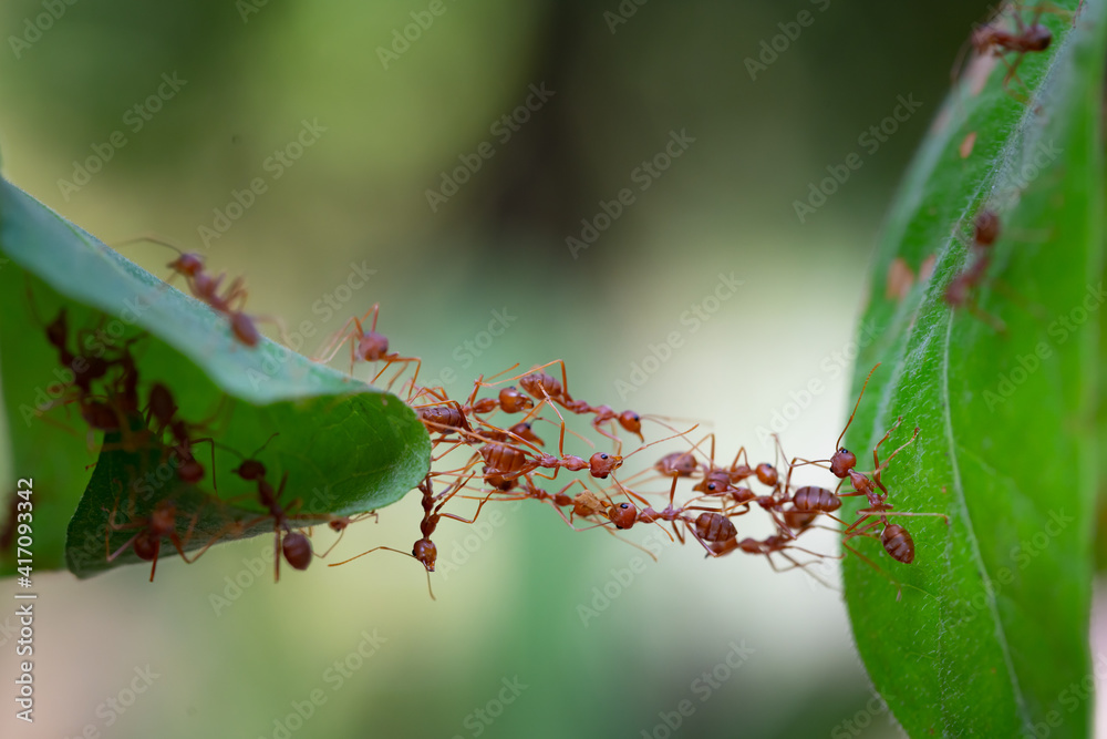 Ant action standing. Ant bridge unity team, Concept team work together ...