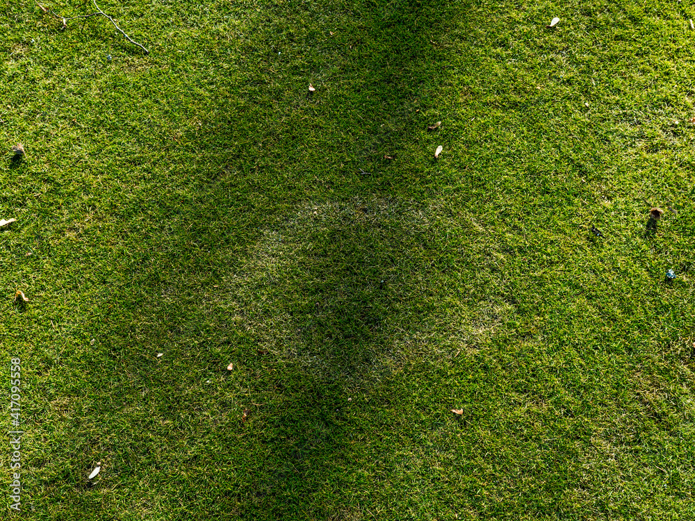 fusarium blight: Fusarium culmorum, Fusarium tricinctum a fungal ...