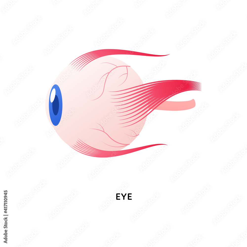 Human organ collection. Vector flat modern anatomical icon color ...