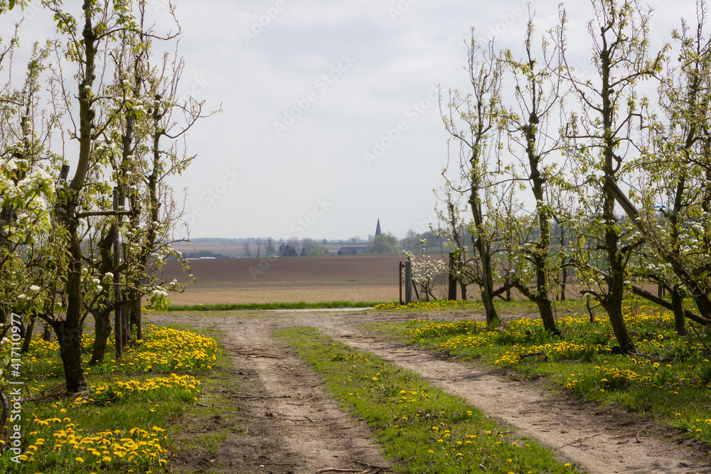 Belgian countryside with fruit trees abloom and the town church of ...