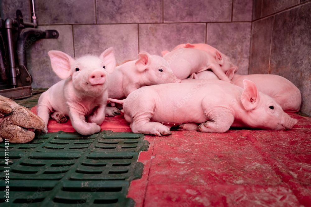 Konventionelle Ferkelerzeugung - Ferkel unter einer wärmenden ...