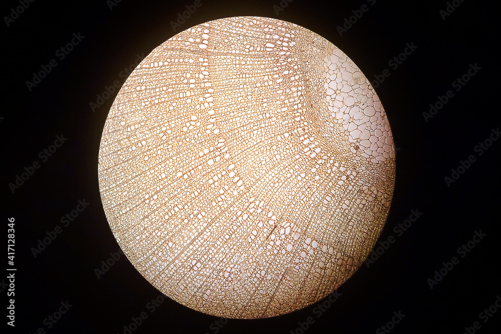 Real Plant Cell Under Microscope