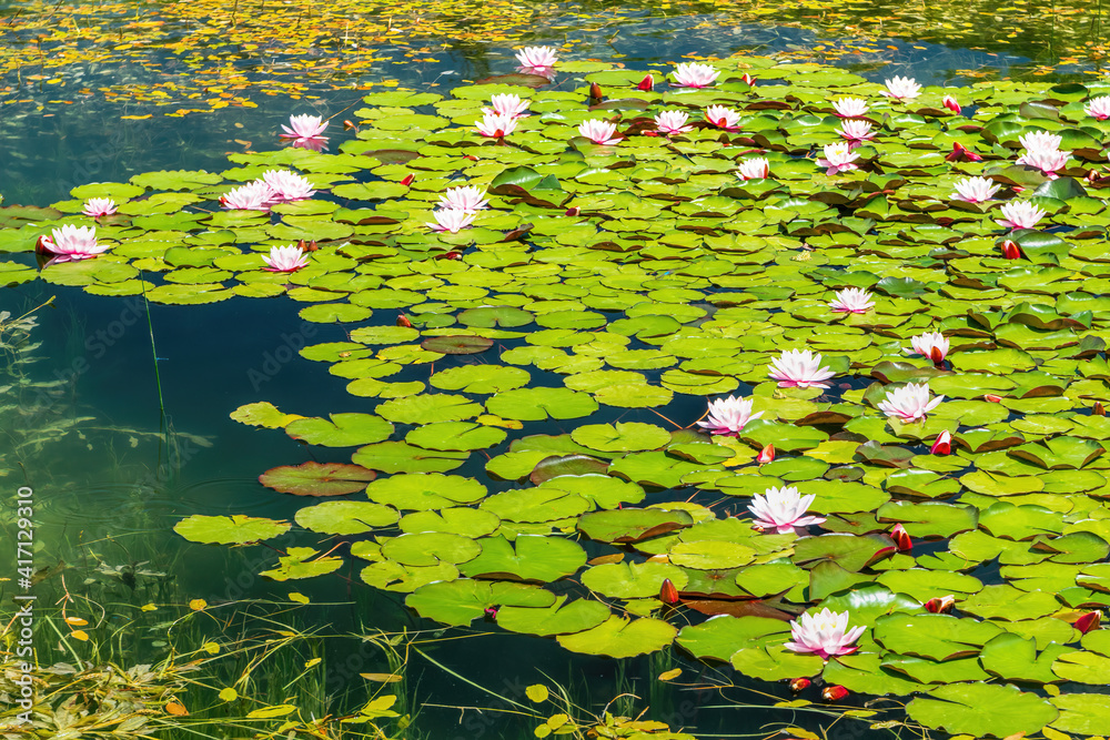 Water lilies Nymphaea sp. cover the surface of a fresh water pond ...