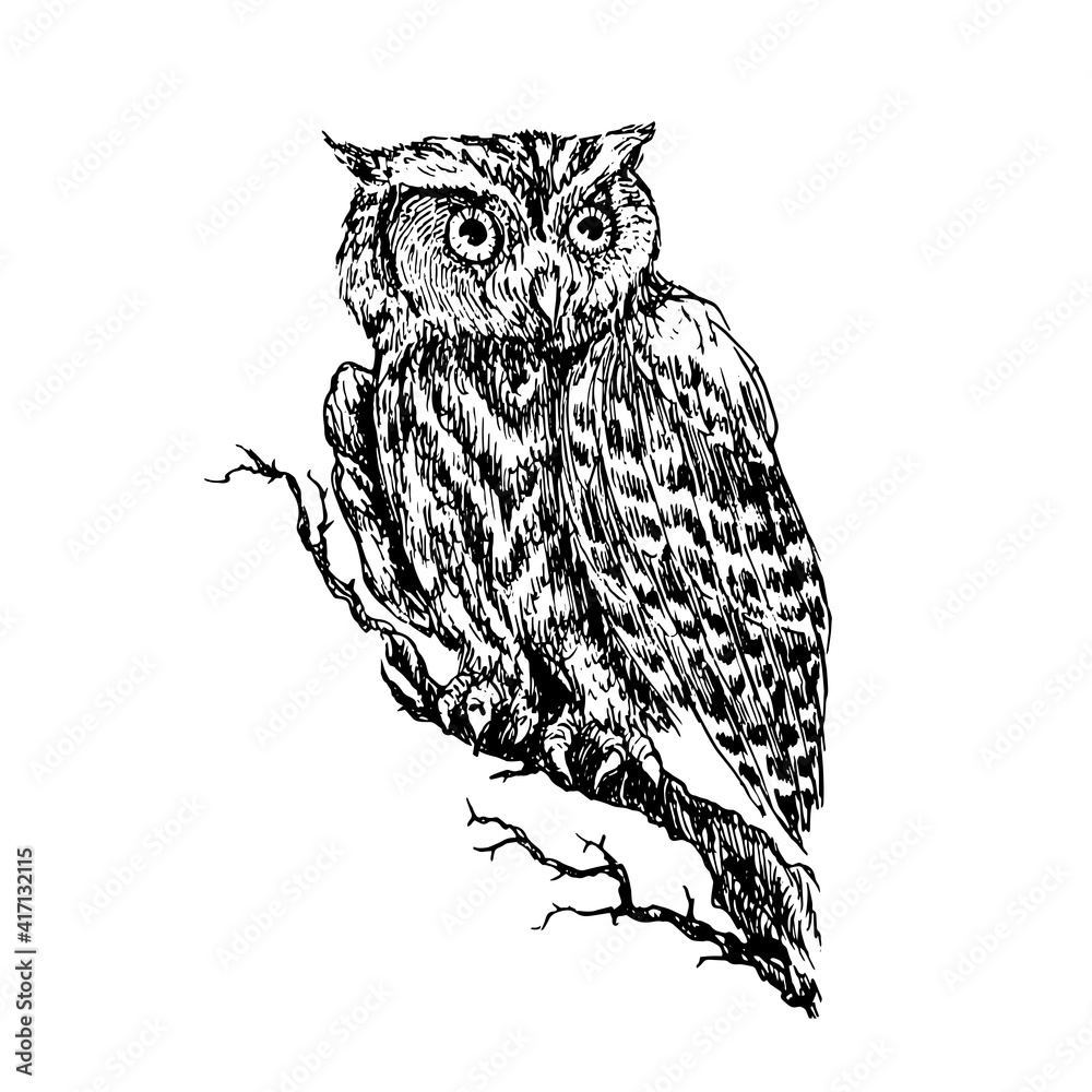 Eastern Screech Owl Drawing