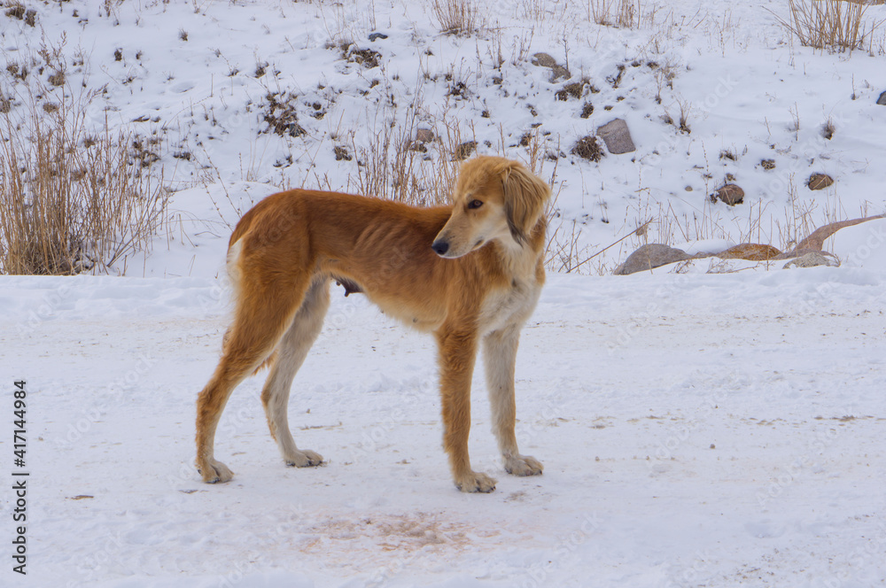 Kazakh greyhound dog of the Tazy breed, a rare breed in the mountains ...