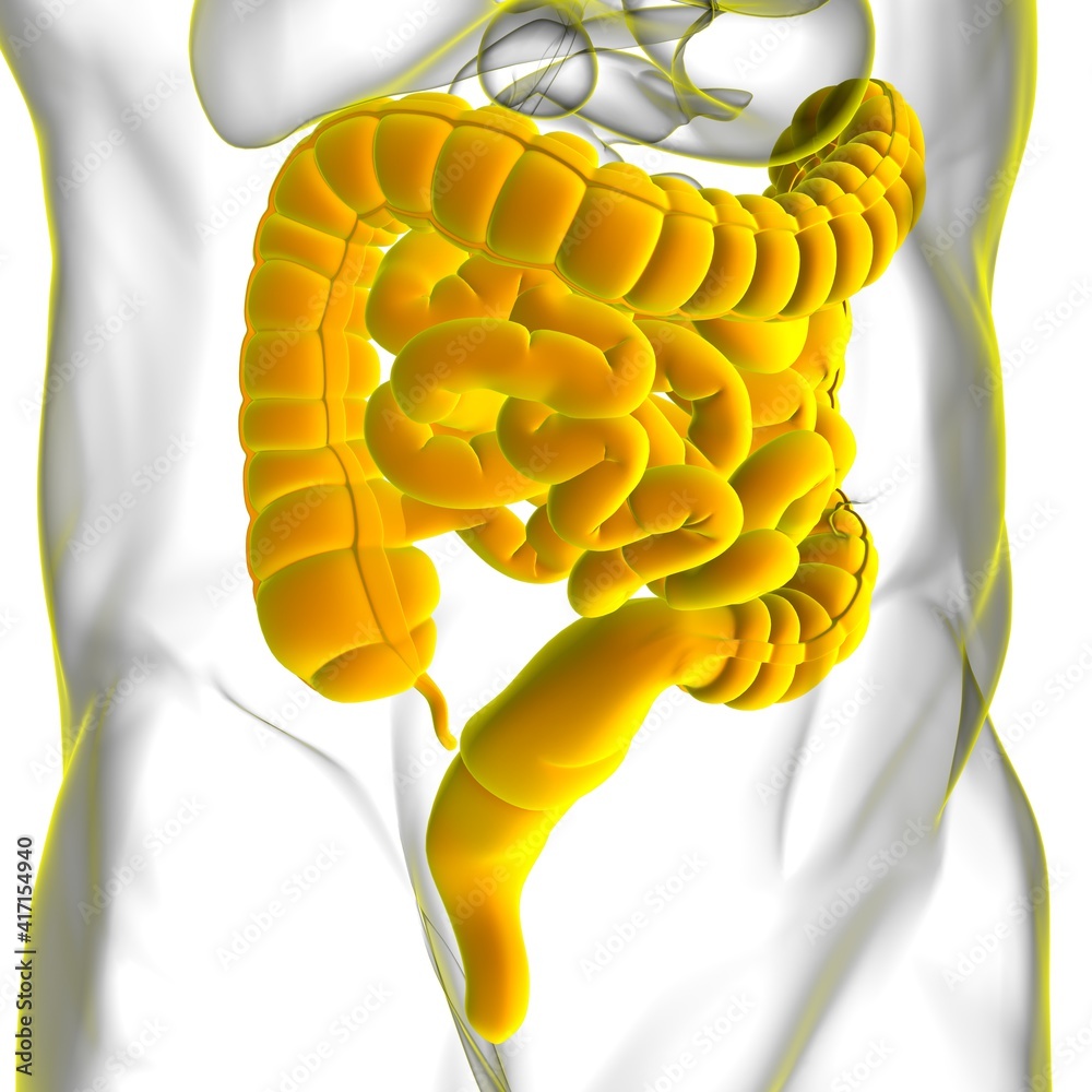 Small and Large Intestine 3D Illustration Human Digestive System ...