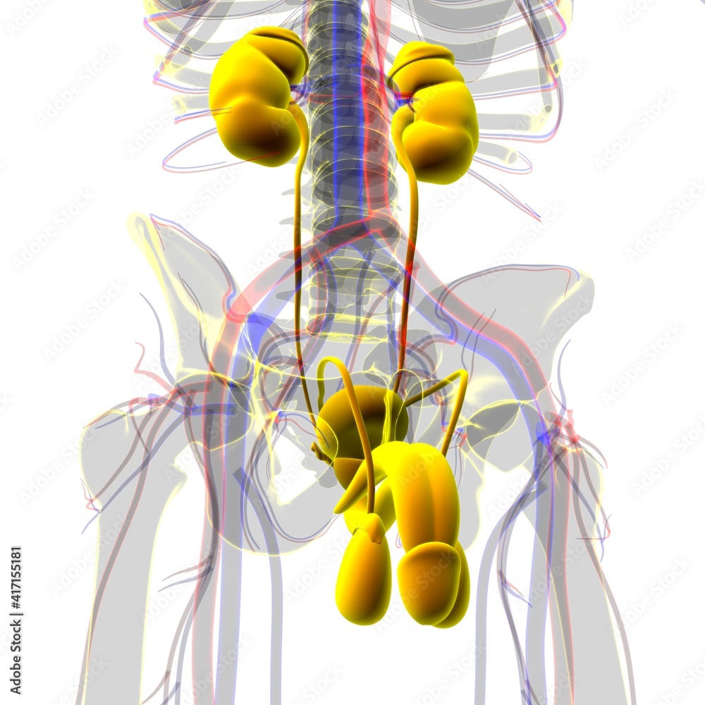 Male Reproductive System Anatomy For Medical Concept 3D Rendering Stock ...