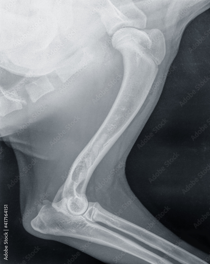 Underexposed Radiograph Dog Front Leg