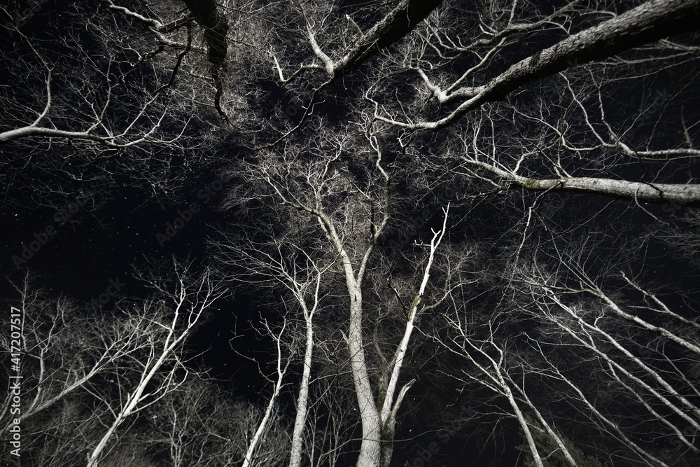 Epic starry sky above the birch tree forest at night. Illuminated white ...