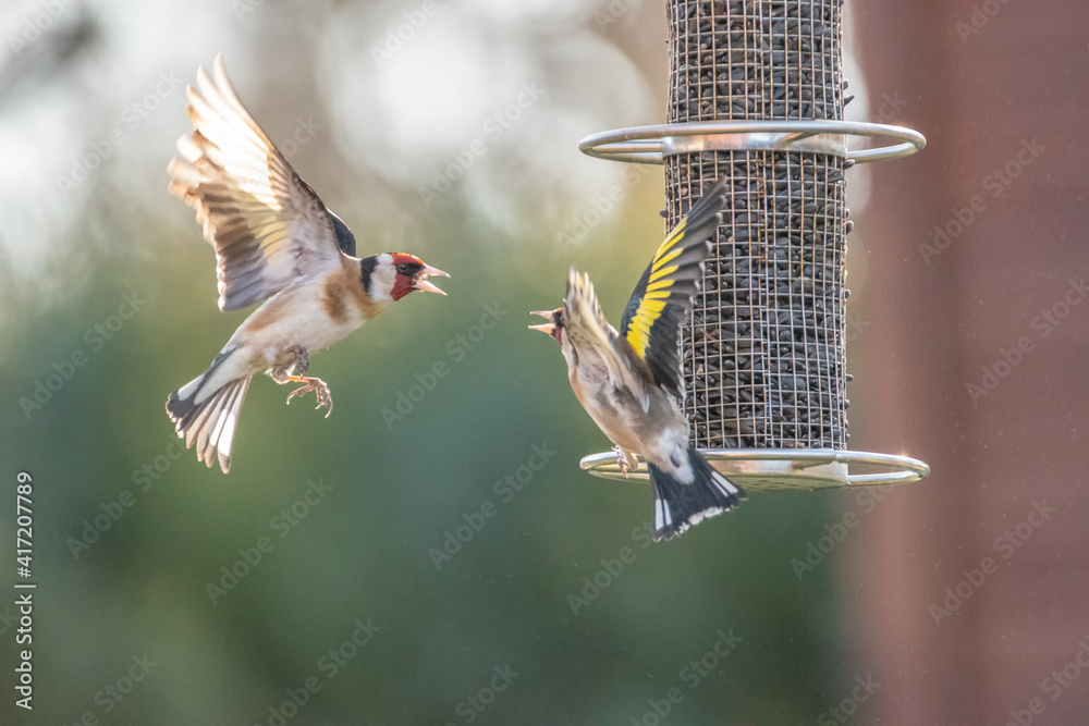 Stieglitze / Distelfinken an der Futterstelle Stock Photo | Adobe Stock