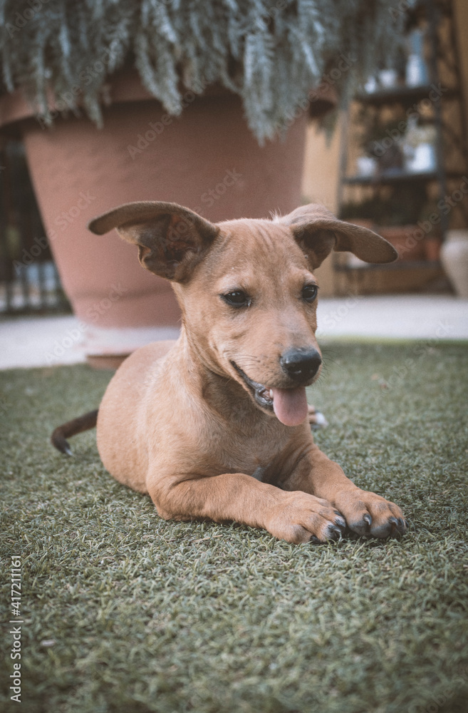 cachorro raza maneto tumbado en el césped con la lengua fuera Stock ...