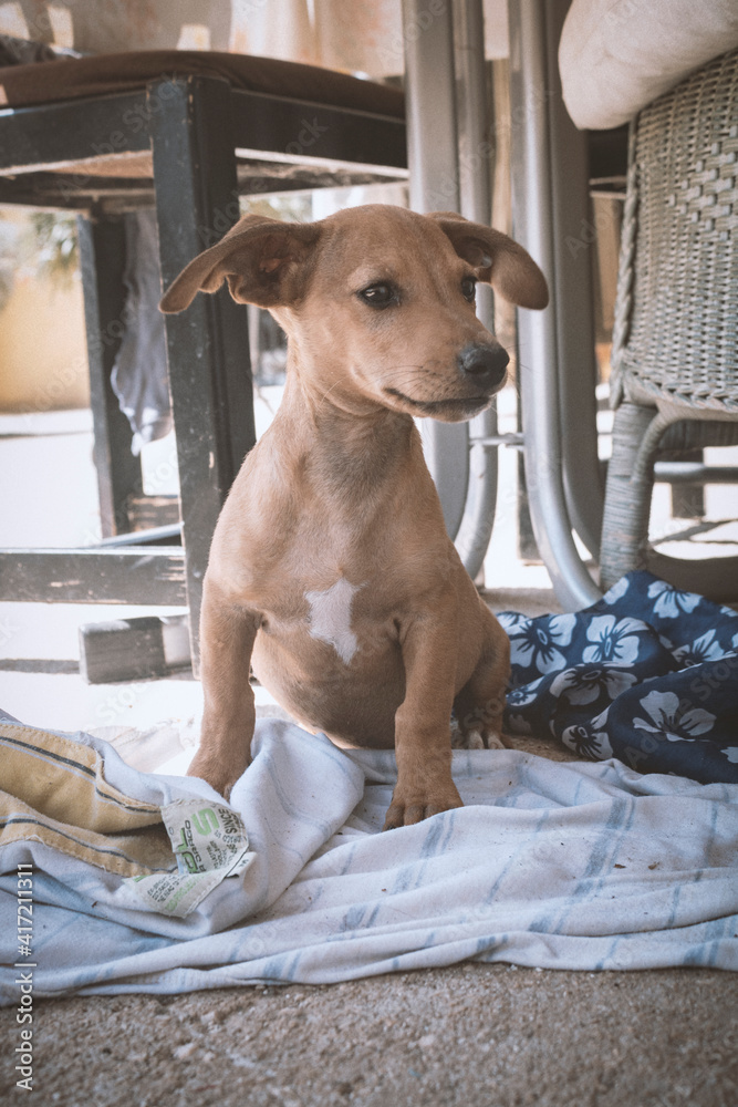 cachorro raza maneto sentado Stock Photo | Adobe Stock