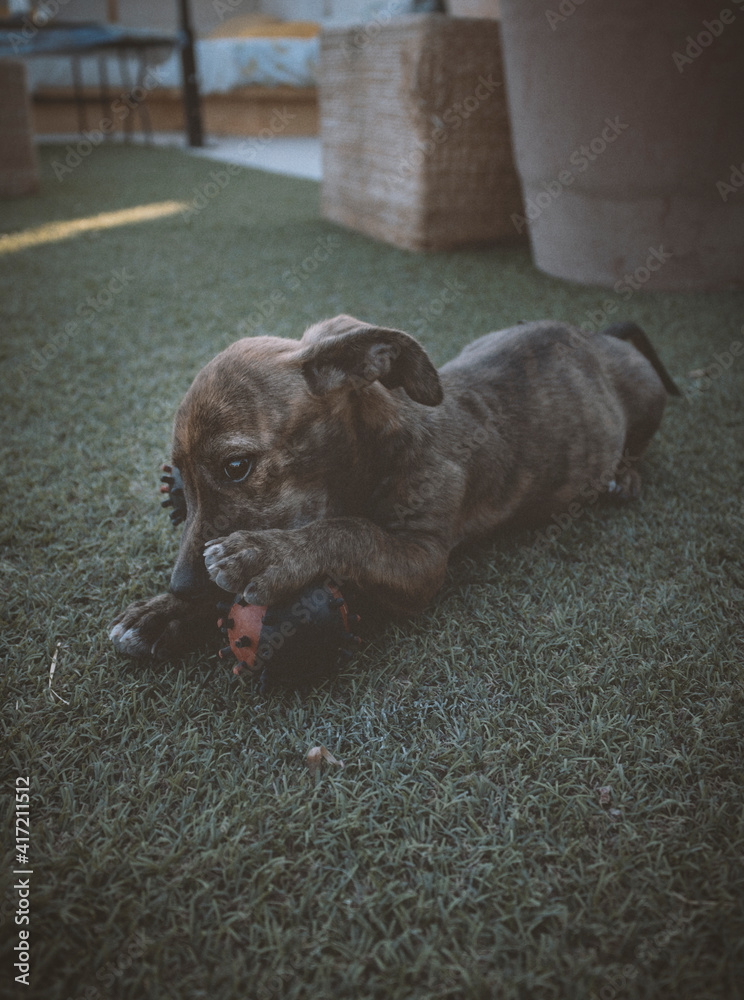 cachorro raza maneto atigrado tumbado en el césped foto de Stock ...