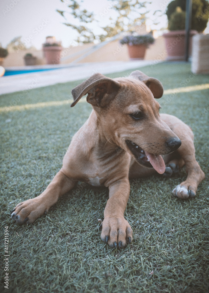 cachorro raza maneto tumbado en el césped con la lengua fuera Stock ...