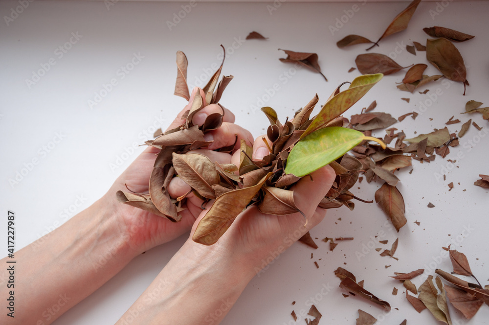 Hands collect dry fallen leaves of a houseplant. Hands squeeze leaves ...