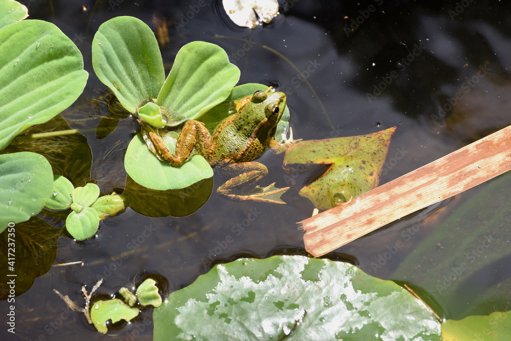 Common frog (Pelophylax perezi) an introduced and invasive species in ...