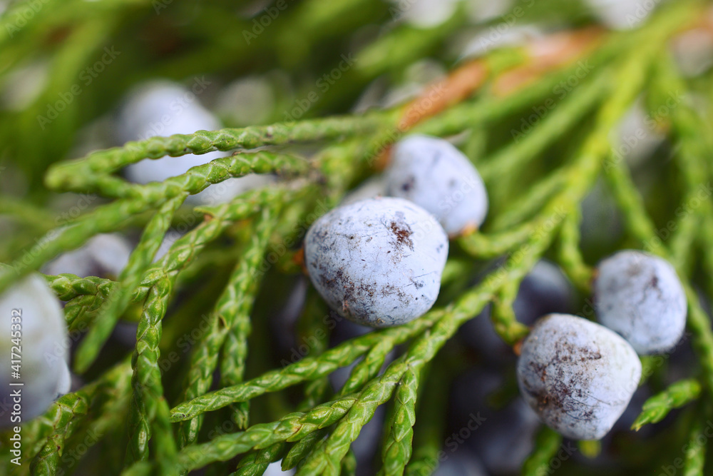 Closeup on Fresh Whole Juniper Berries Background (Juniperus Sabina ...