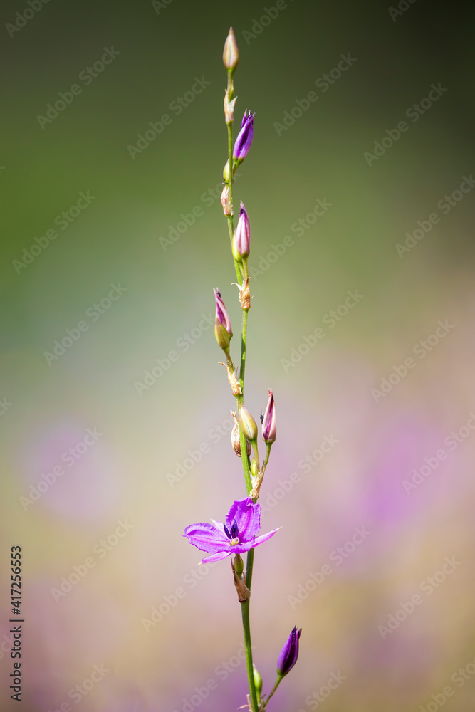 The flower of the Australian native plant known as a Chocolate Lily ...