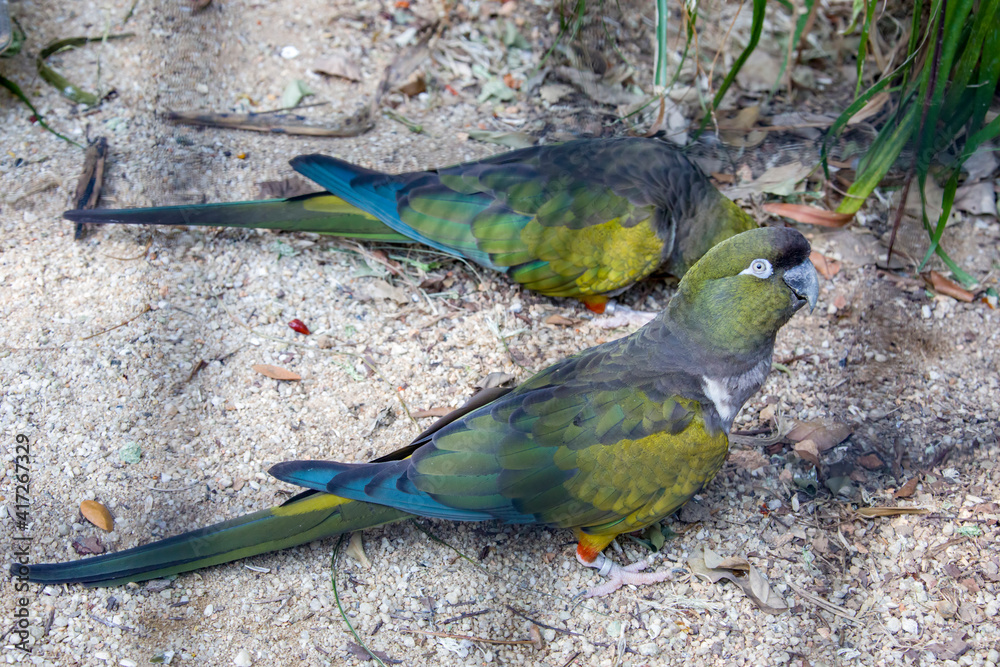 The burrowing parrot (Cyanoliseus patagonus) is a bird species in the ...