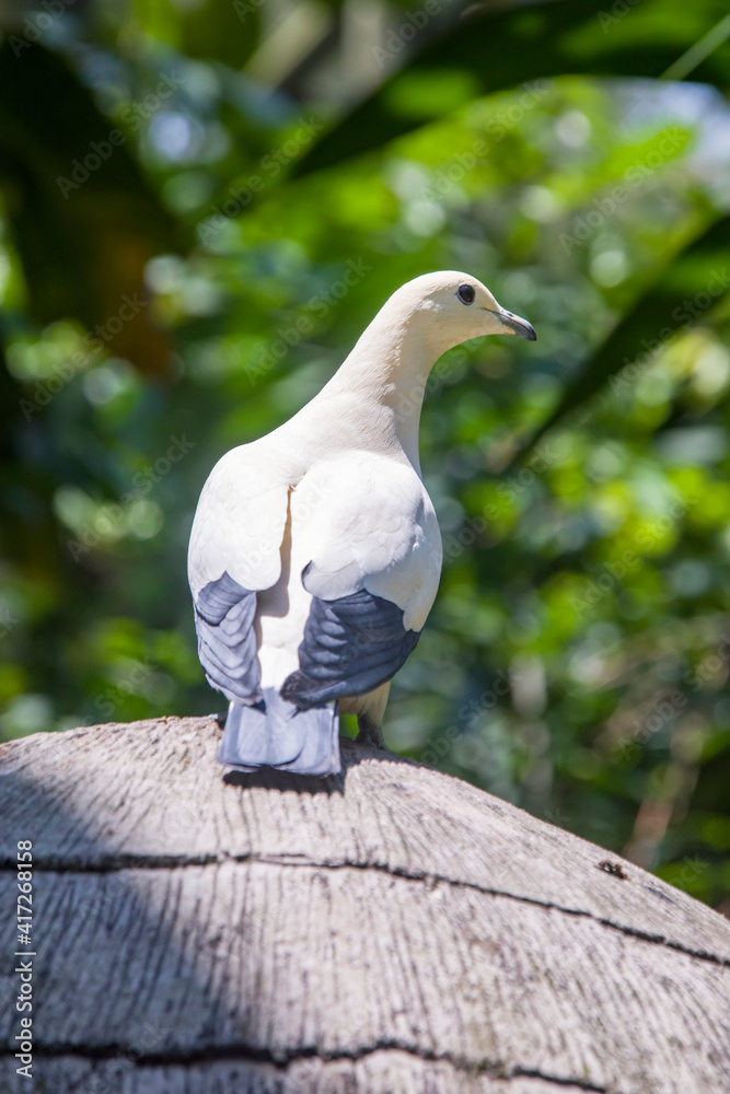 The Pied imperial pigeon (Ducula bicolor)stand on the branch. It is a ...