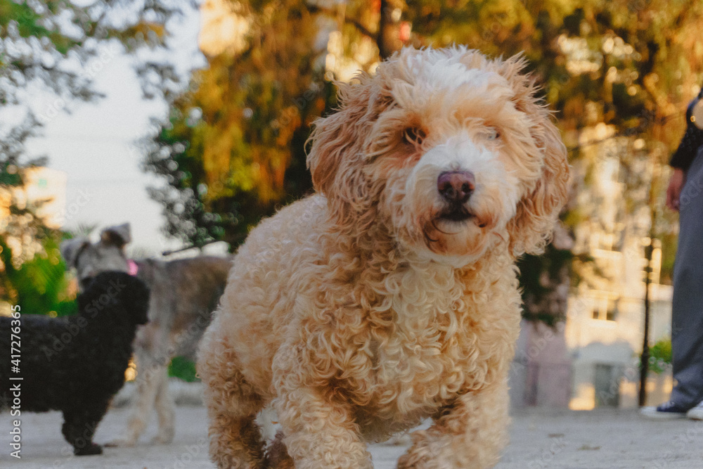 perrito con pelaje chino el cual esta paseando en un parque con ...