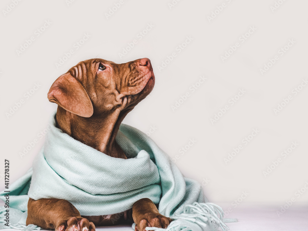 Charming, adorable puppy of brown color. Close-up, indoor. Studio photo ...
