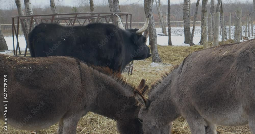 A black bull and two donkeys feeding on the dry hay in an an enclosed ...