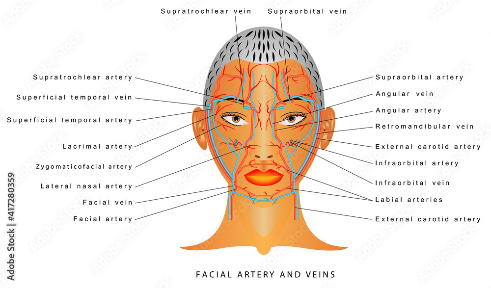 Plakat Facial artery and veins, circulatory system, section head. Blood ...