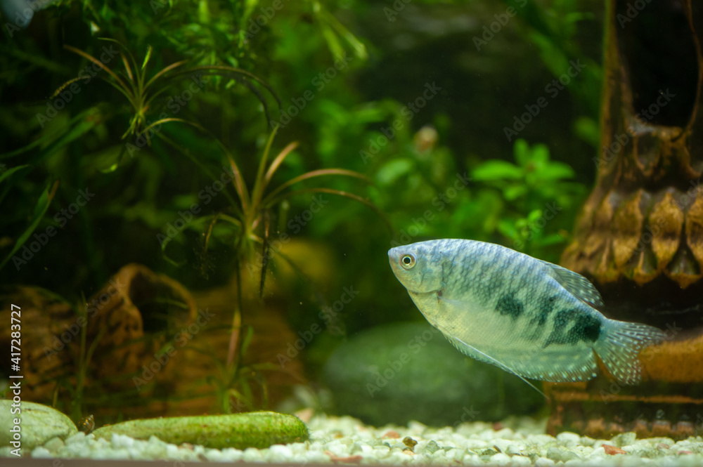 Trichogaster trichopterus fish in a beautiful aquarium Stock Photo ...