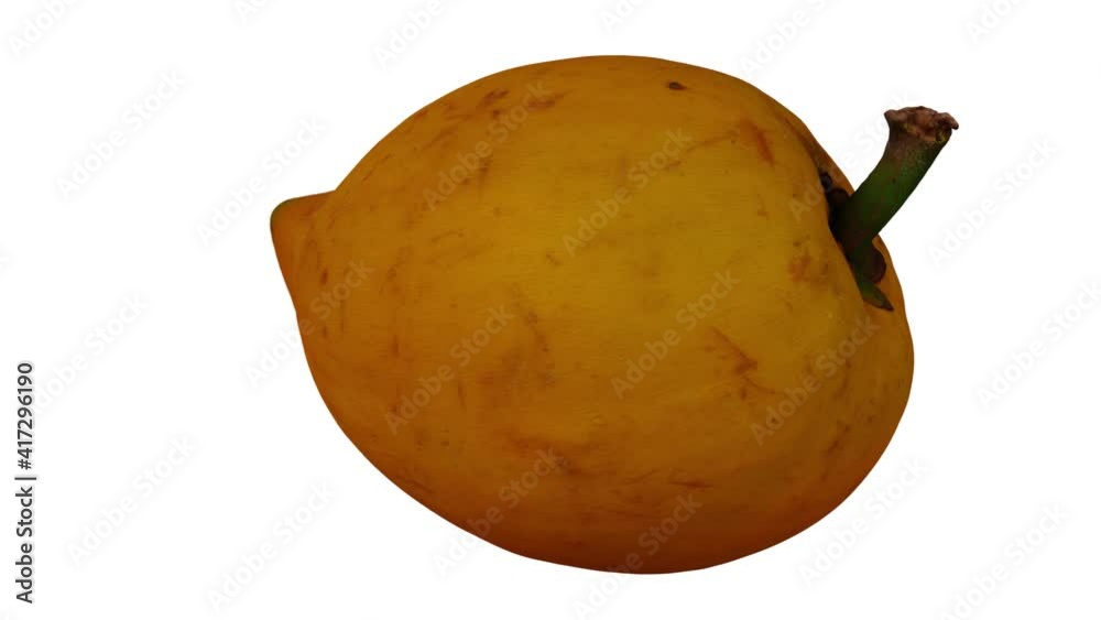 Realistic render of a spinning Canistel (Eggfruit, Tisa) on white ...