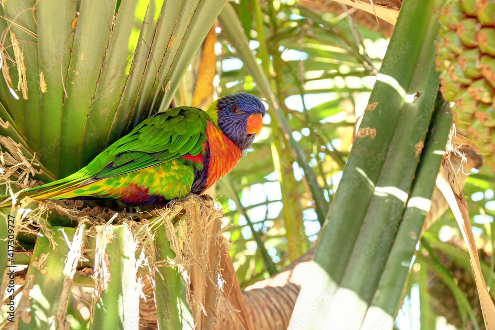 Perruche au jardin botanique en Guadeloupe Stock Photo | Adobe Stock