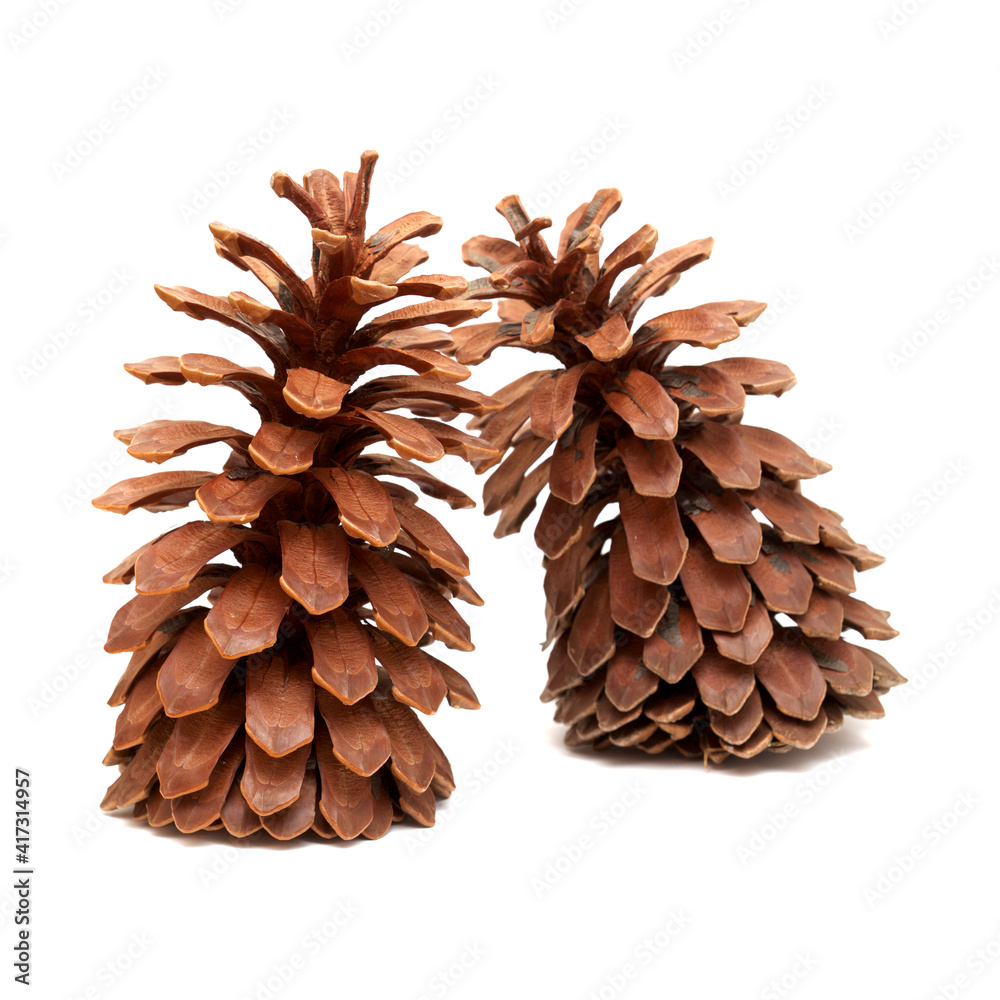 Longleaf pine aka Pinus palustris large long dry open cone isolated on ...