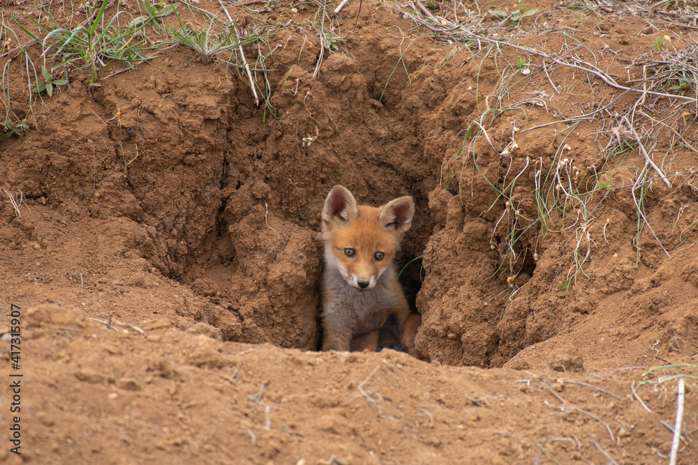 Young Red Fox looks out of his burrows. Vulpes vulpes Stock Photo ...
