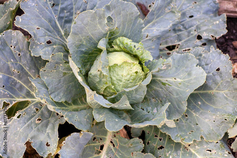 cabbage diseases. Cabbage leaves damaged by pests. the caterpillars ate ...