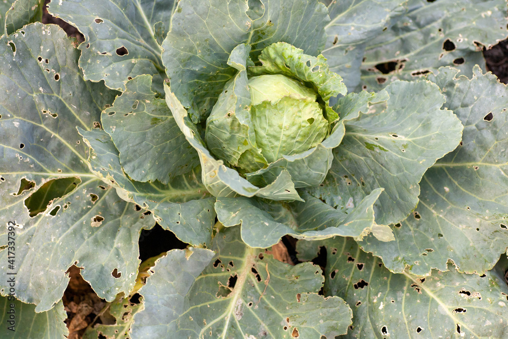 cabbage diseases. Cabbage leaves damaged by pests. the caterpillars ate ...