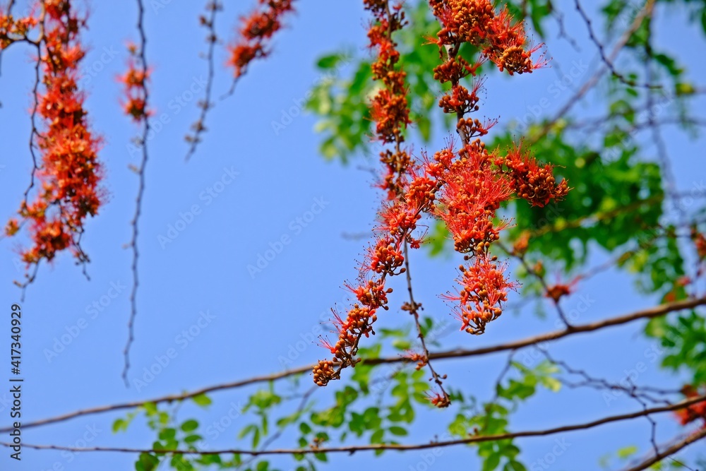 Monkey flower tree or Fire of Pakistan (Phyllocarpus septentrionalis ...