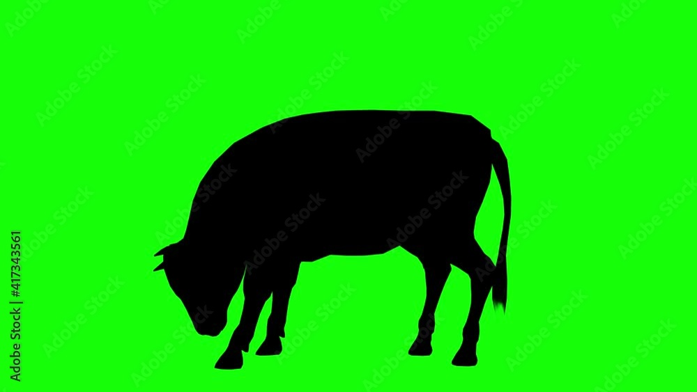 Silhouette of a cow eating, on green screen, side view. Animal ...