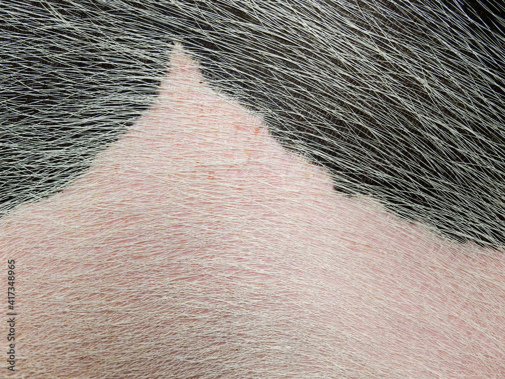 black and pink dwarf pig skin with white hair texture Stock Photo ...