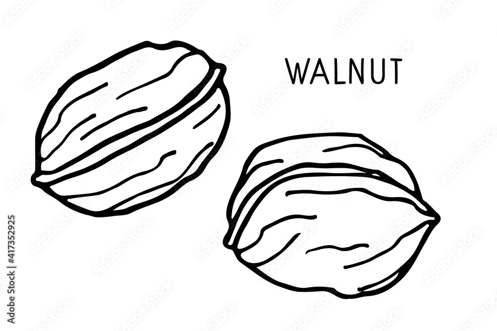 Walnut. Hand drawn vector nut and walnut text. Doodle Outline sketch ...