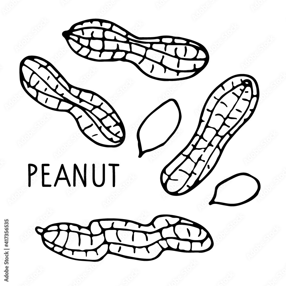 Peanut. Hand drawn vector nut and peanut text. Doodle Linear sketch ...
