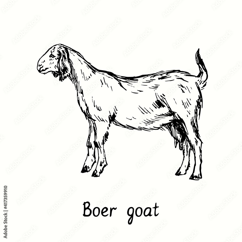 Boer goat standing side view. Ink black and white doodle drawing in ...